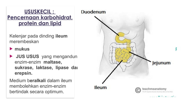 B9 Nutrisi dan Sistem Pencernaan Manusia.pptx
