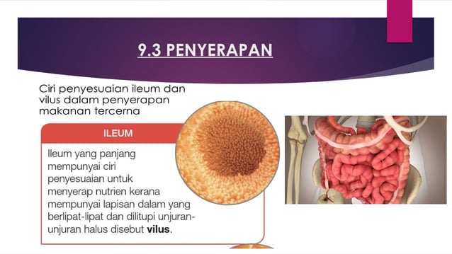 B9 Nutrisi dan Sistem Pencernaan Manusia.pptx