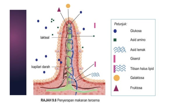 B9 Nutrisi dan Sistem Pencernaan Manusia.pptx