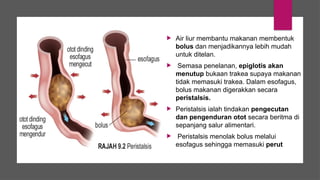 B9 Nutrisi dan Sistem Pencernaan Manusia.pptx