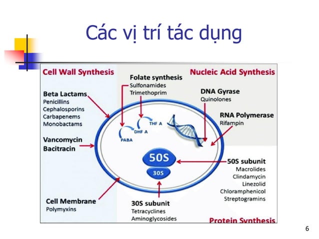 B9 THUỐC KHÁNG SINH.pdf cần bác sĩ đọc nhiều | PDF