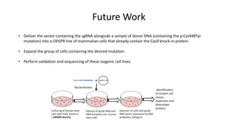 Retinal Dystrophies and CRB1 | PPTX