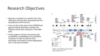 Retinal Dystrophies and CRB1 | PPTX