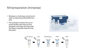 Retinal Dystrophies and CRB1 | PPTX