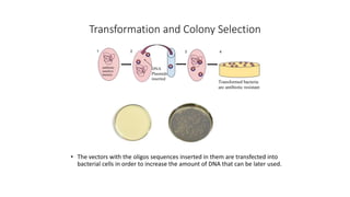 Retinal Dystrophies and CRB1 | PPTX