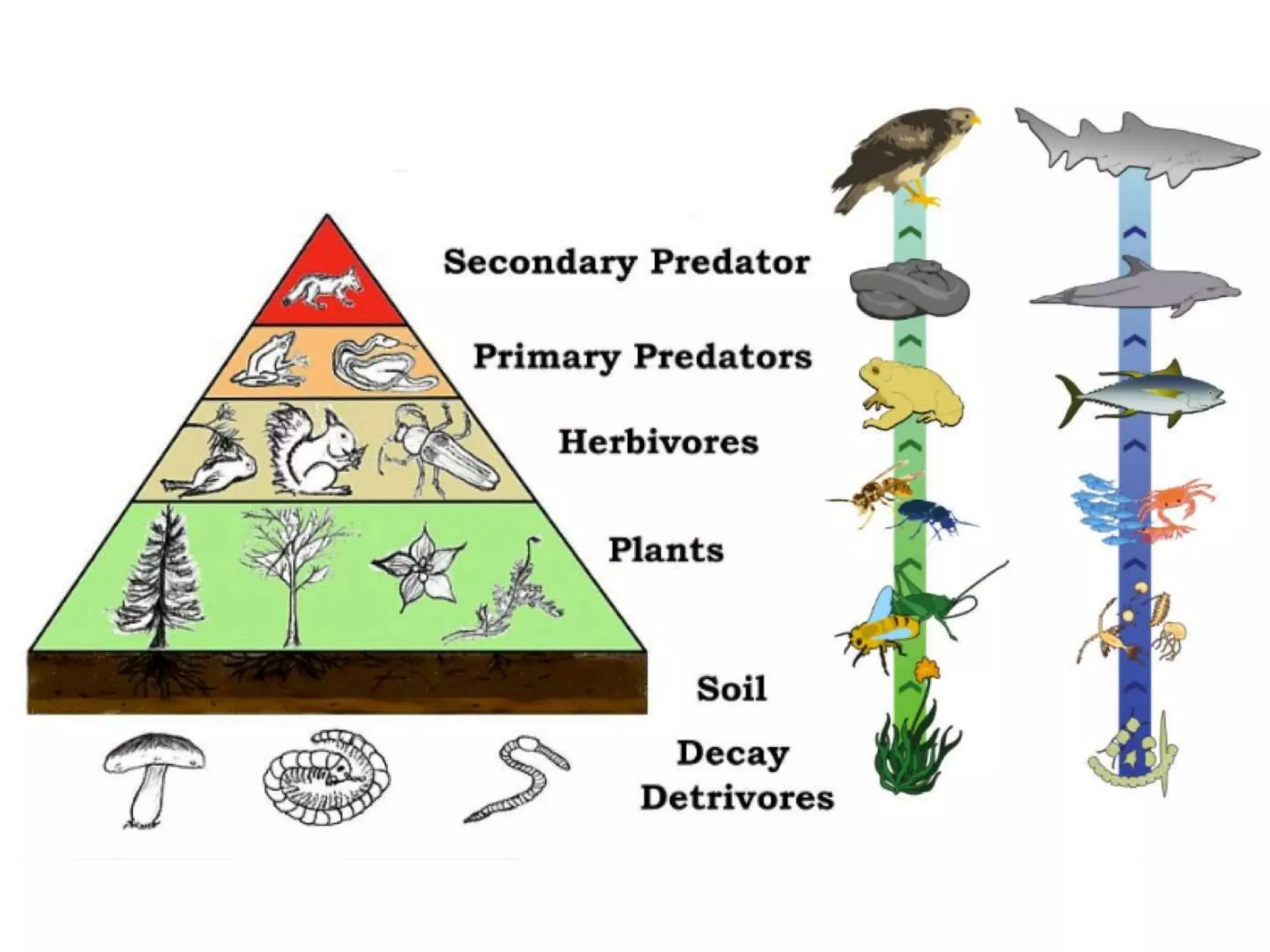 Ba 2.3 food chains paper collage | PPTX