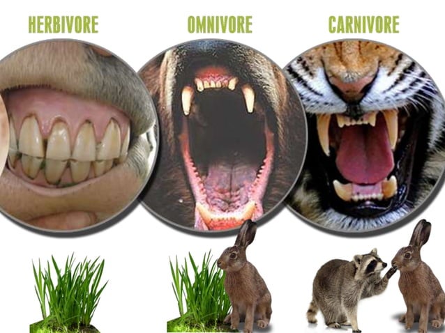 Ba 2.3 food chains paper collage | PPTX | Reptiles | Pets