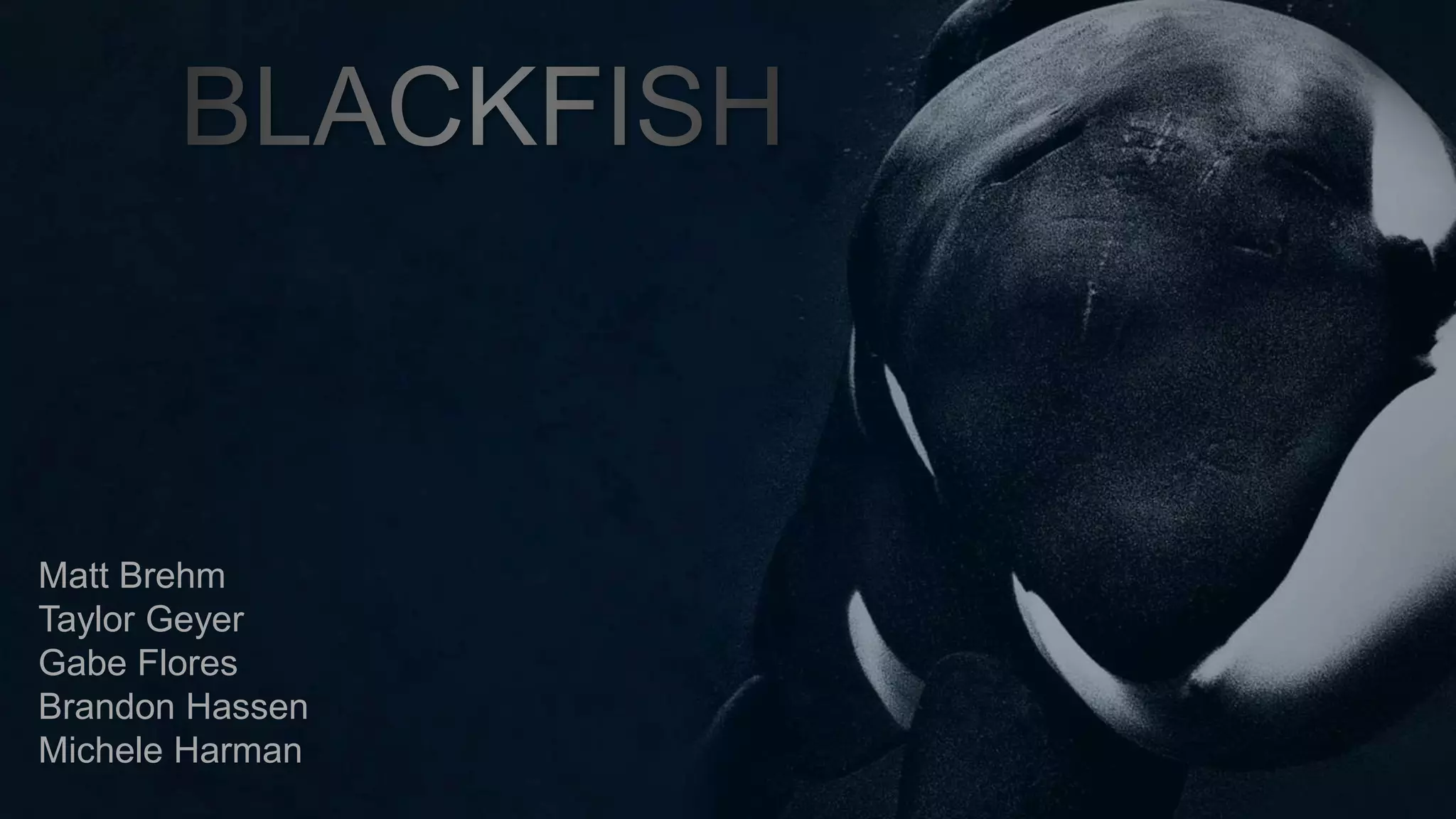 Black Fish - Sea World Ethics Case | PPTX