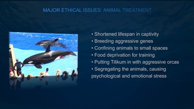 Black Fish - Sea World Ethics Case | PPTX