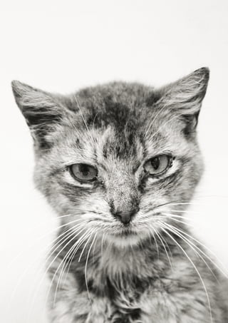 catalyst_guidelines_draft12_web | PDF