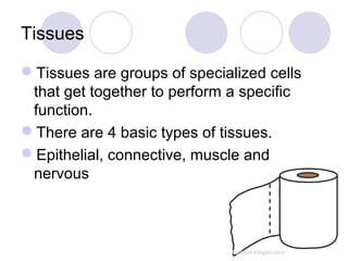 Chapter 1 notes Intro to Anatomy and Physiology | PPT