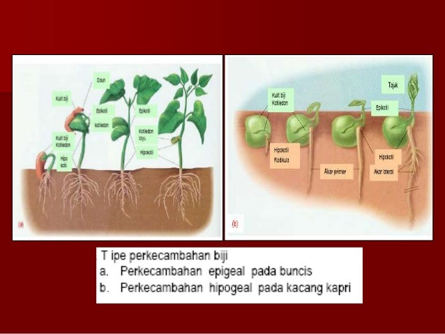 pertumbuhan dan perkembangan pada tumbuhan