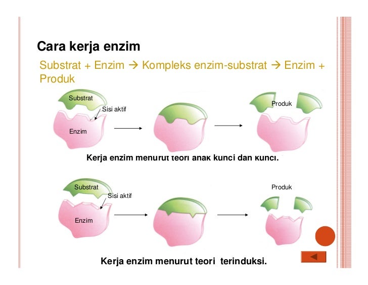 Bab 2 Metabolisme Ismail