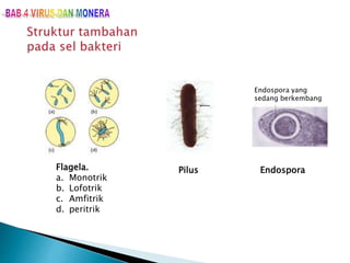 ARCHAEBACTERIA DAN EUBACTERIA.pptx