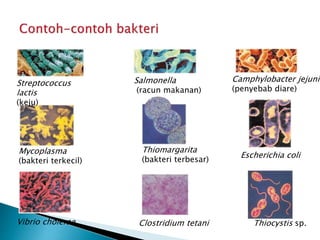 ARCHAEBACTERIA DAN EUBACTERIA.pptx