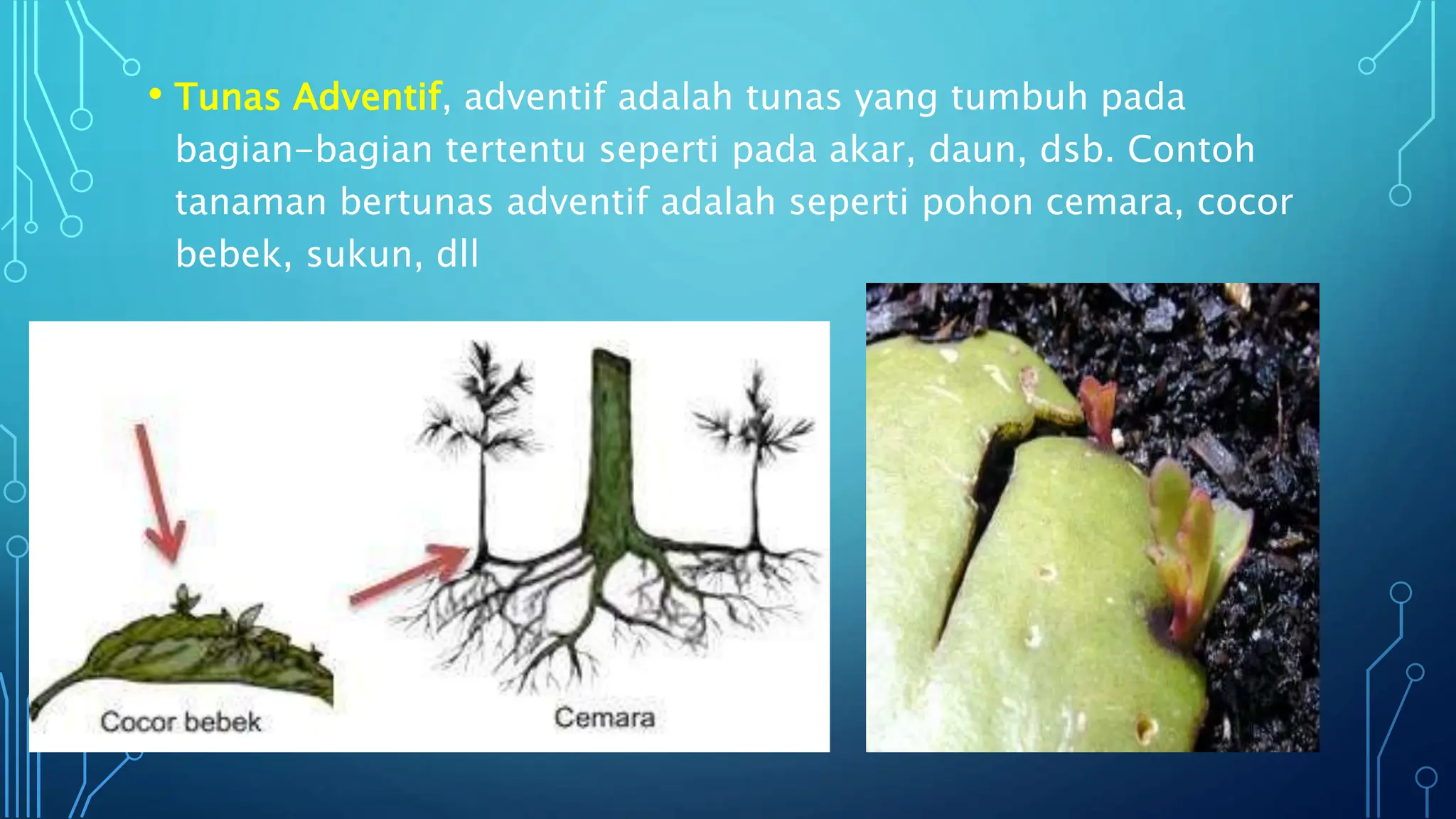 BAB.6 PERBANYAKAN TANAMAN.pola tanam. hama penyakit tanamanpptx | PPTX