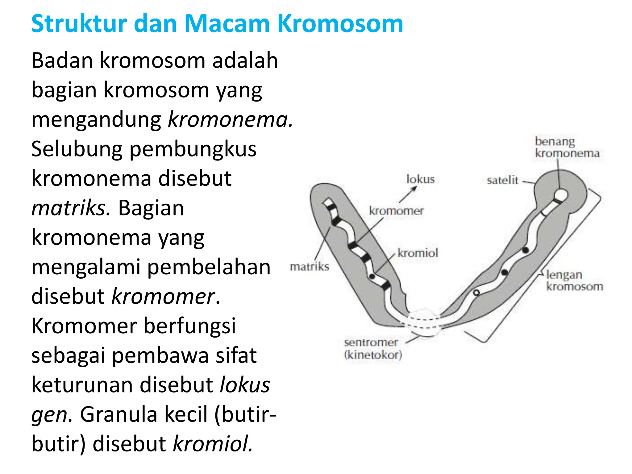 Bab 3 Hereditas, materi biologi kelas 12 | PPTX