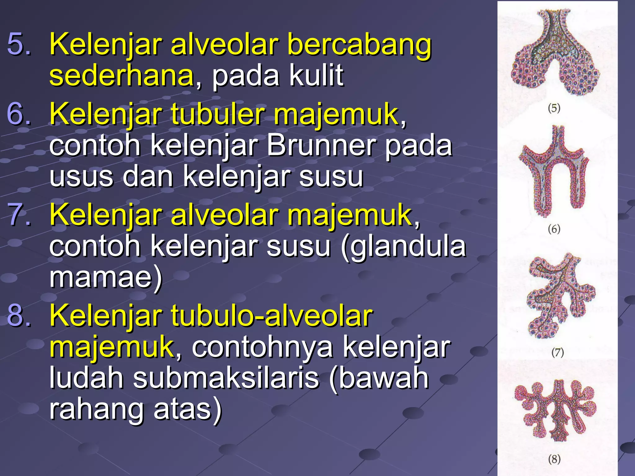 Struktur dan Fungsi Jaringan Hewan | PPT