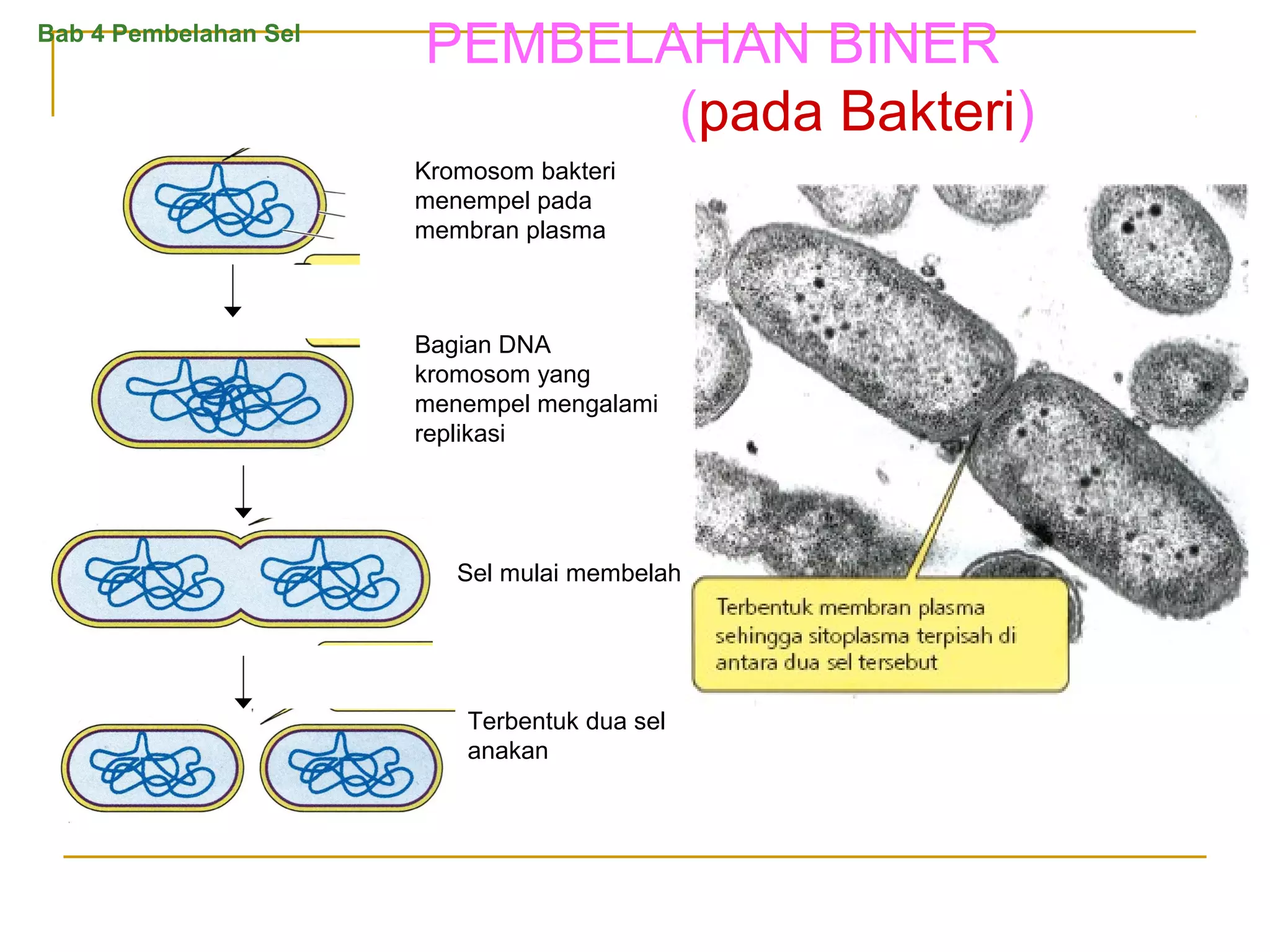 Bab 4-pembelahan-sel | PPT
