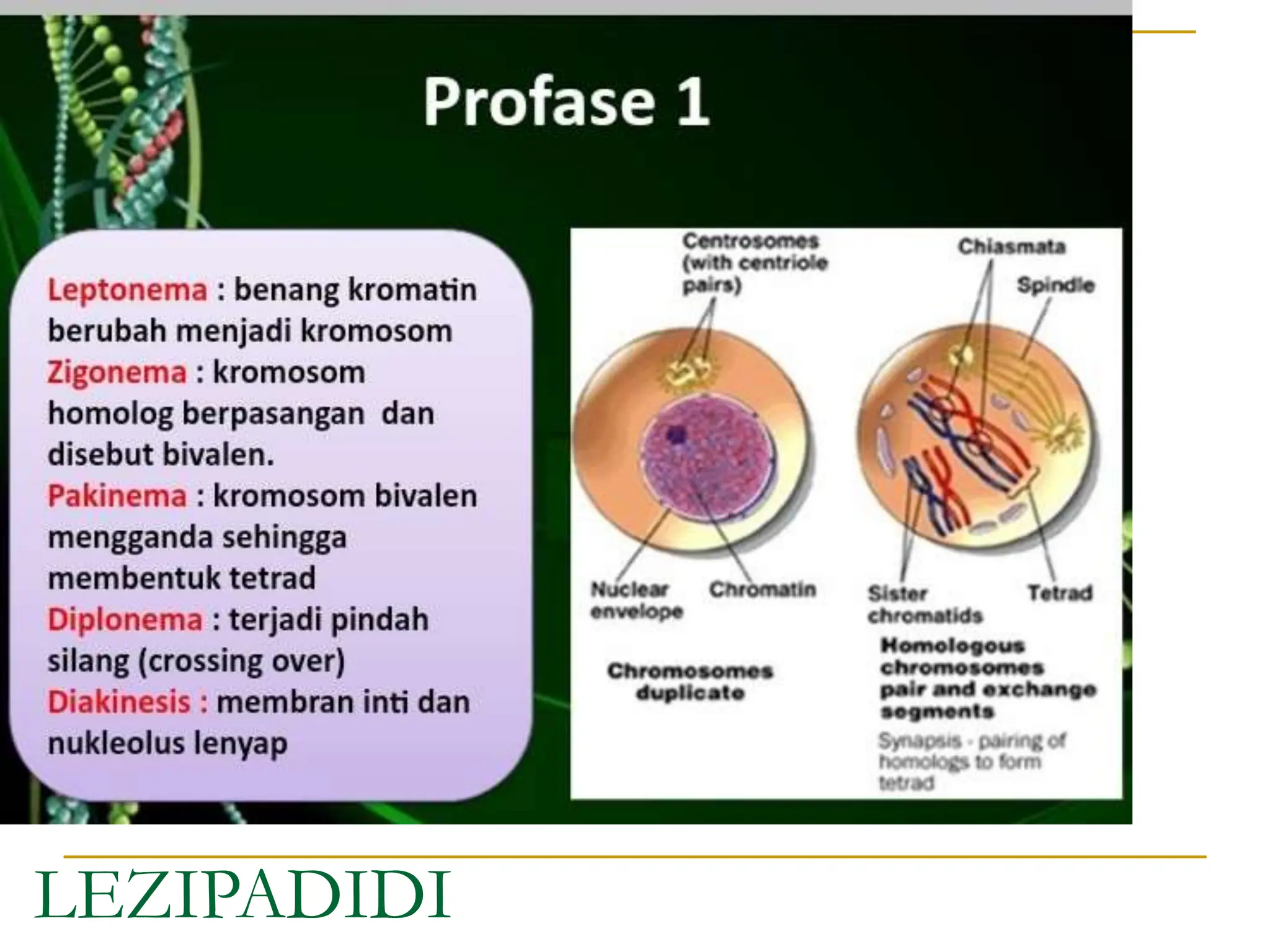 bab-4-pembelahan-sel Biologi kelas XI.ppt