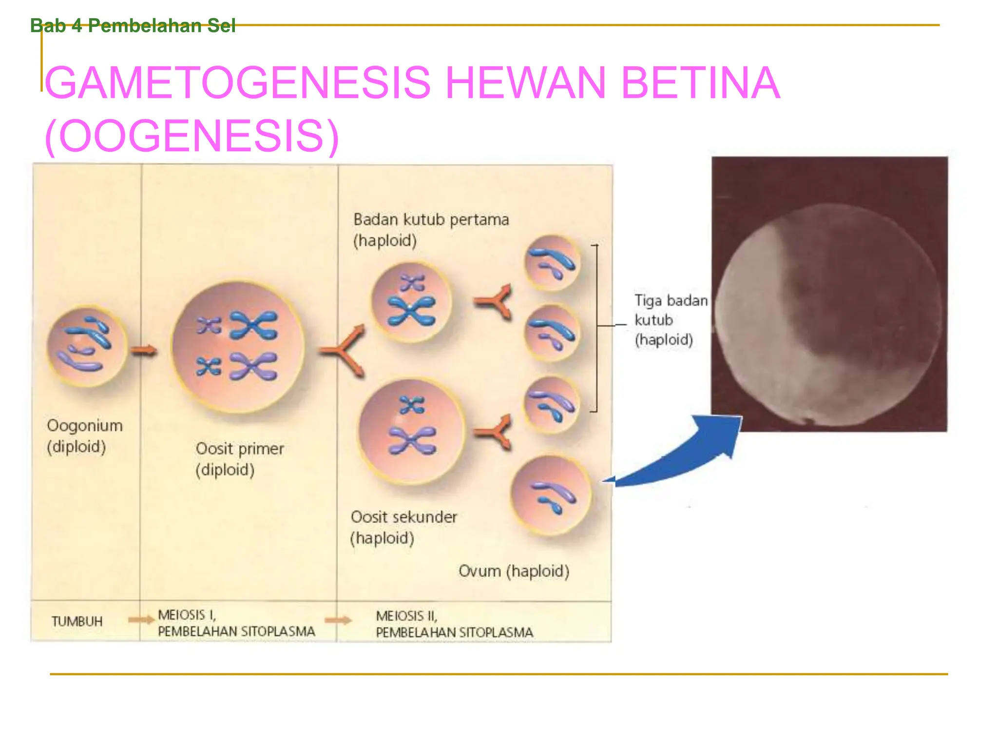 bab-4-pembelahan-sel Biologi kelas XI.ppt