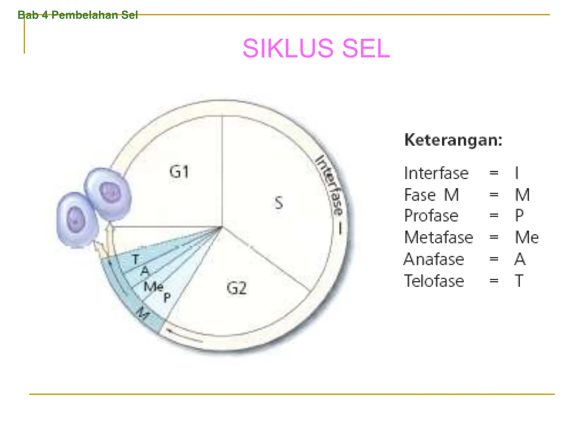 bab-4-pembelahan-sel Biologi kelas XI.ppt