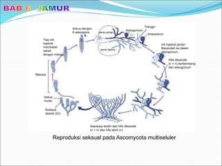 bab-6-fungijamur.ppt