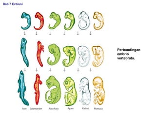 bab-7-evolusi.ppt