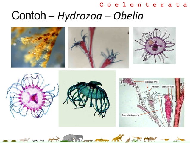 Bab 8-animalia-porifera-coelenterata | PPT