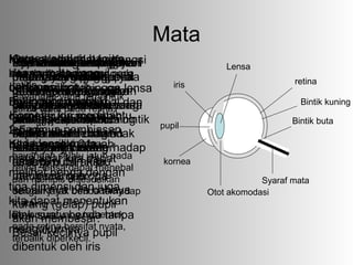 Bab alat-optik | PPT
