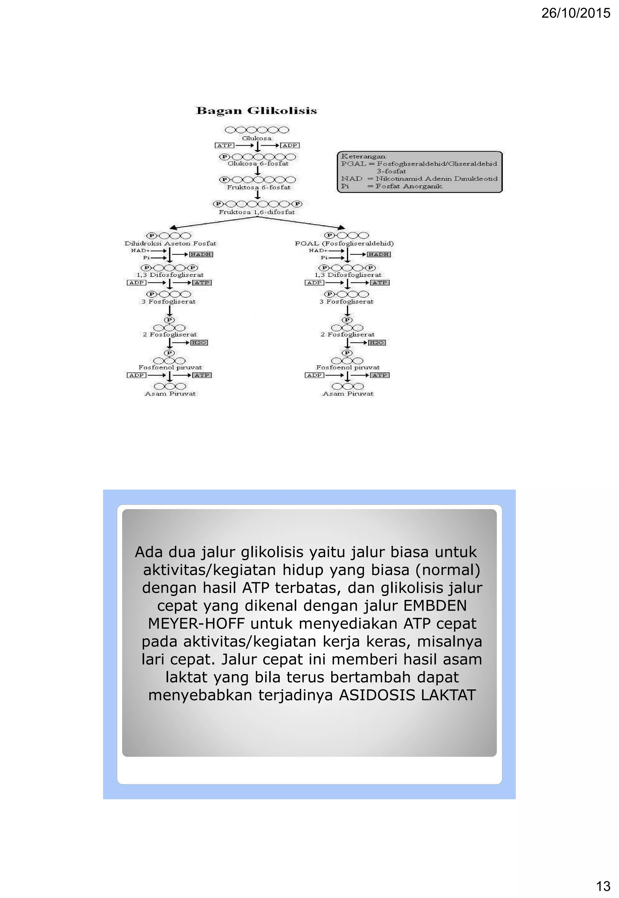 metabolisme karbohidrat | PDF