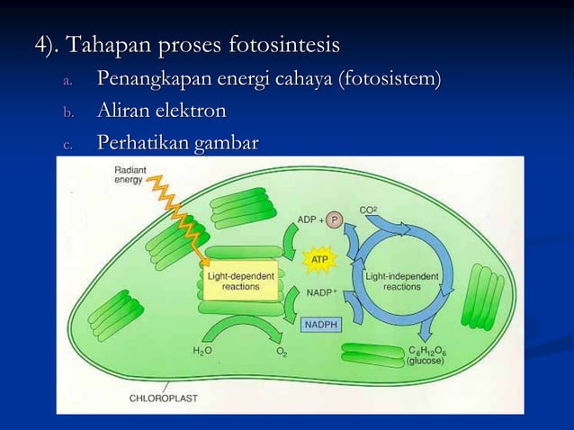 BAB 02 METABOLISME BIOLOGI KELAS 12 .pdf