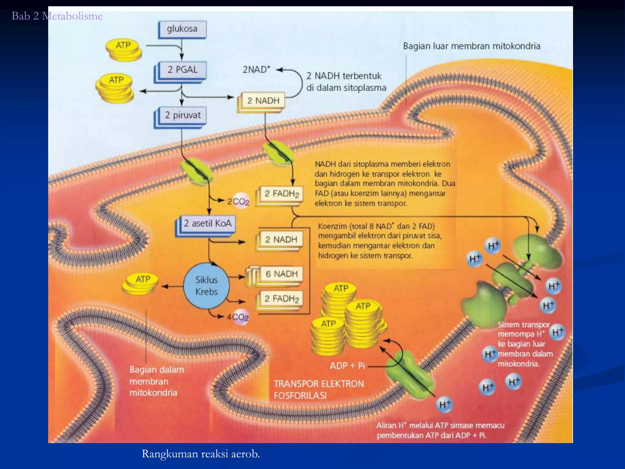 BAB_02_METABOLISME_kelas_12_pelajaran_bi.ppt