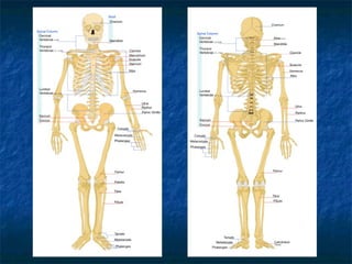 Bab 02 sistem gerak pada manusia | PPT