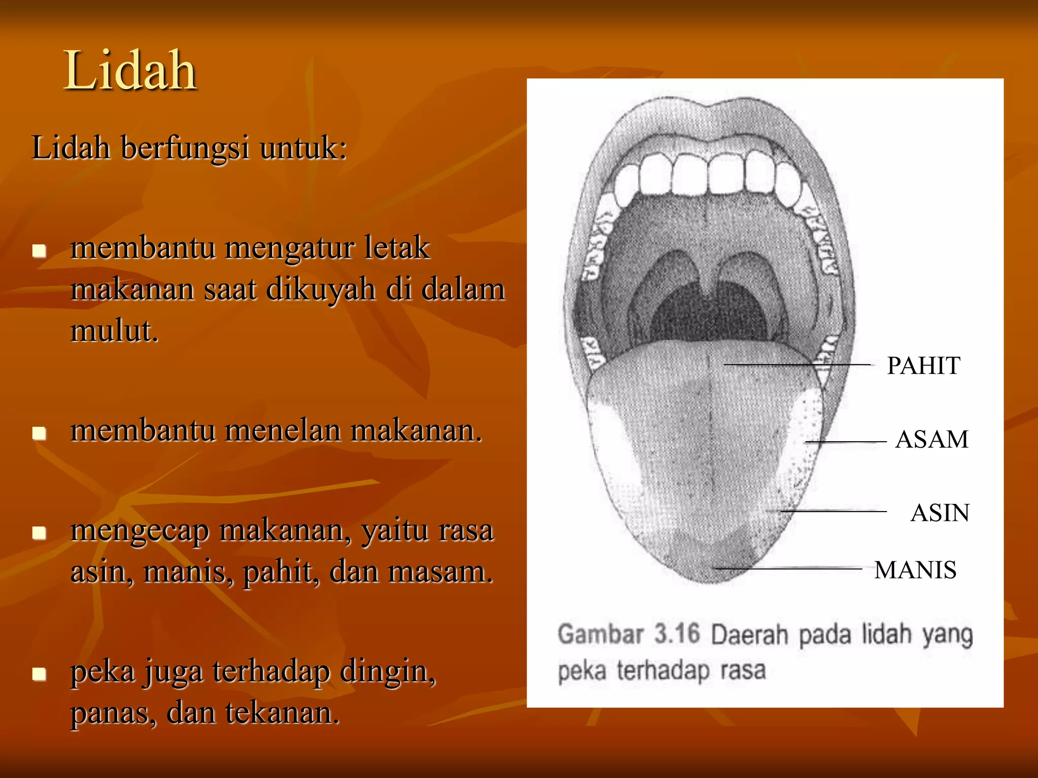 BAB 04 SISTEM PENCERNAAN.pdf