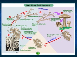 Bab_05_jamur_fungi_PPT.ppt______________ | PPT
