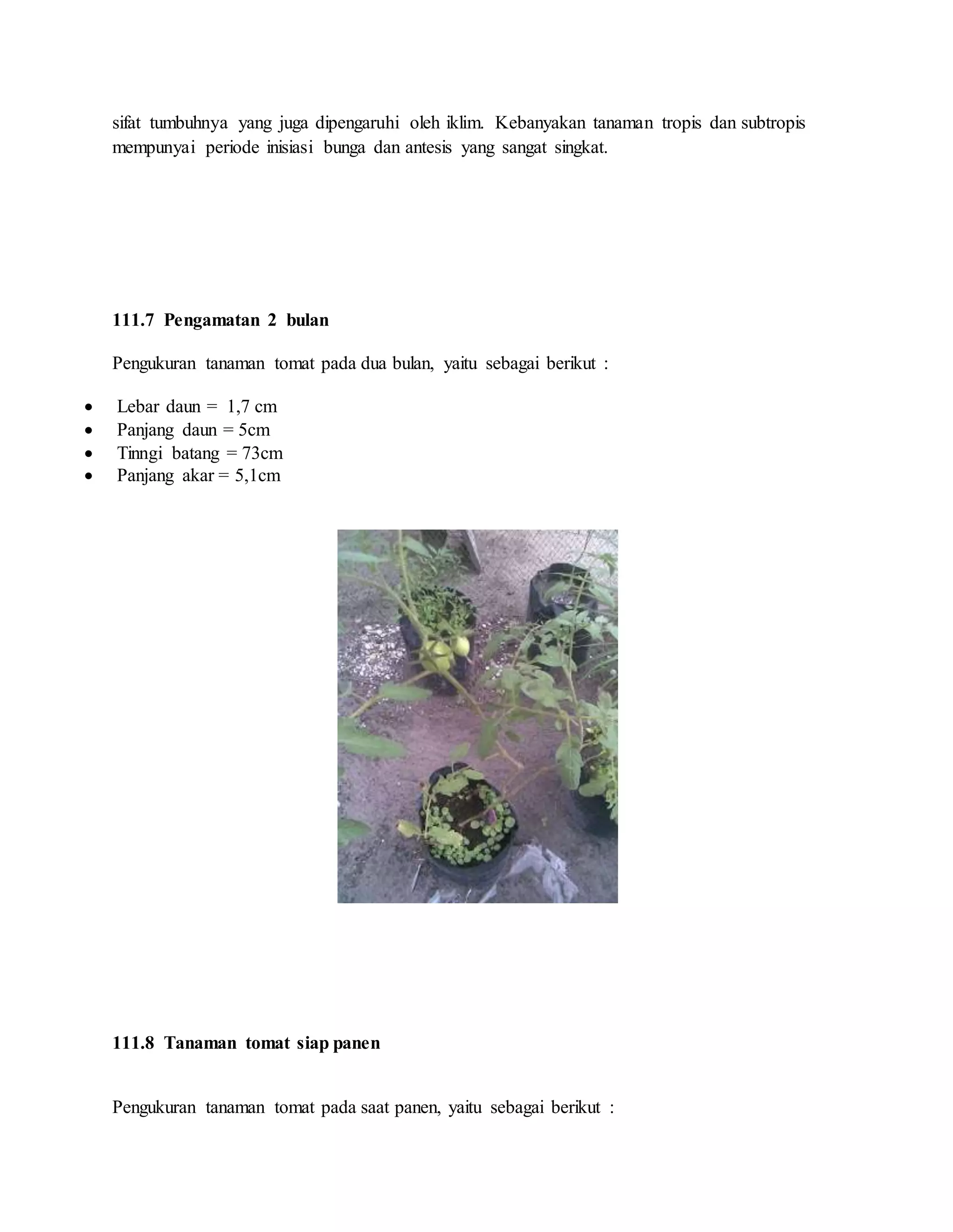 pengamatan pertumbuhan tanaman tomat | DOCX