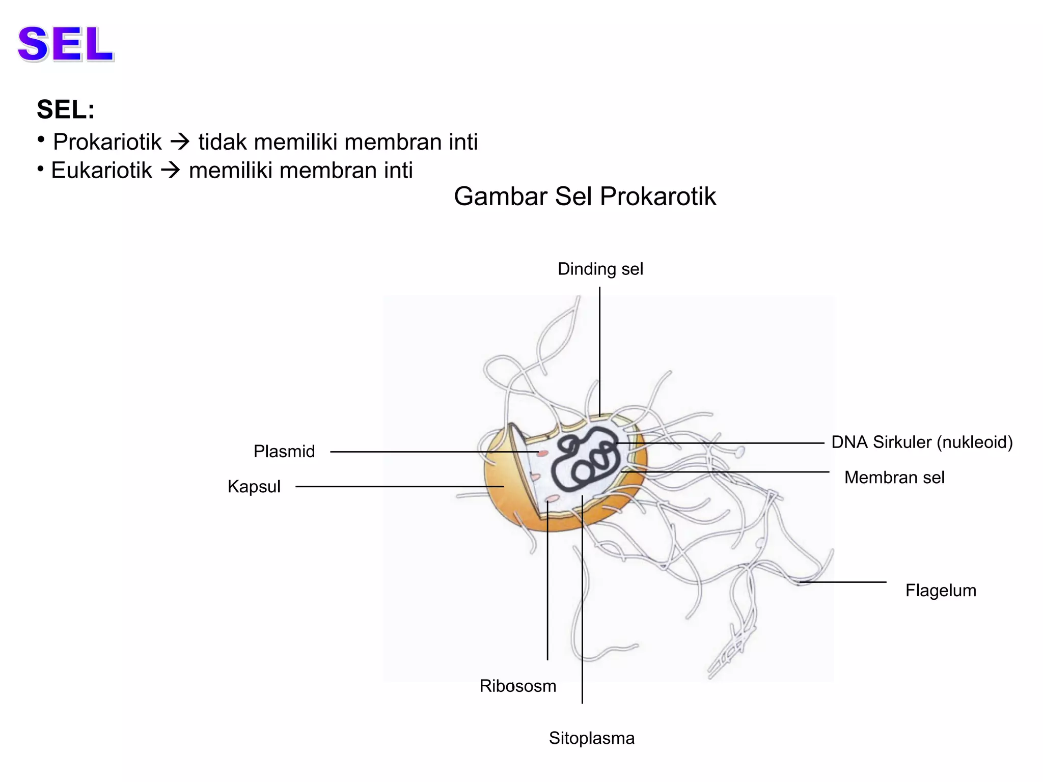 Biologi - SEL (hewan dan tumbuhan) Bab 1 | PPT