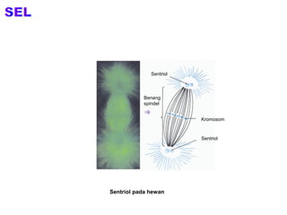 Biologi - SEL (hewan dan tumbuhan) Bab 1 | PPT