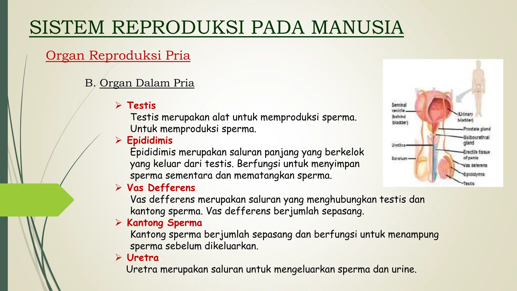 BAB 1. Sistem Reproduksi Manusia (1).pptx