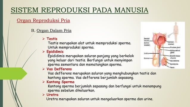 BAB 1. Sistem Reproduksi Manusia (1).pptx