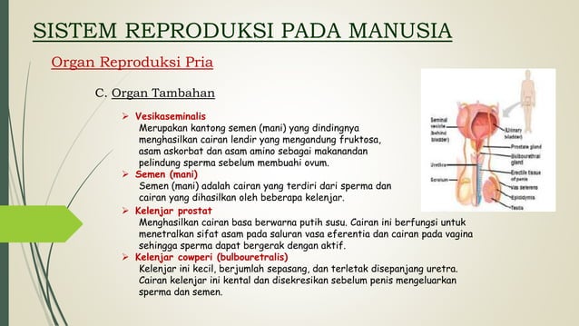 BAB 1. Sistem Reproduksi Manusia (1).pptx