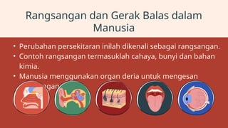 SAINS TINGKATAN 3 bab 1: RANGSANGAN DAN GERAK BALAS | PPTX