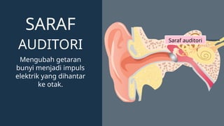 SAINS TINGKATAN 3 bab 1: RANGSANGAN DAN GERAK BALAS | PPTX
