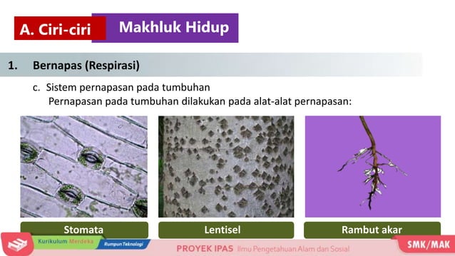 BAB 1 - Makhluk Hidup dan Lingkungannya.pptx