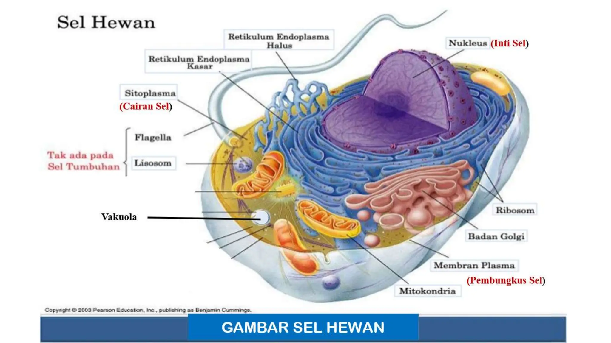 PENGENALAN SEL IPA KELAS 8 KURIKULUM MERDEKA.pptx