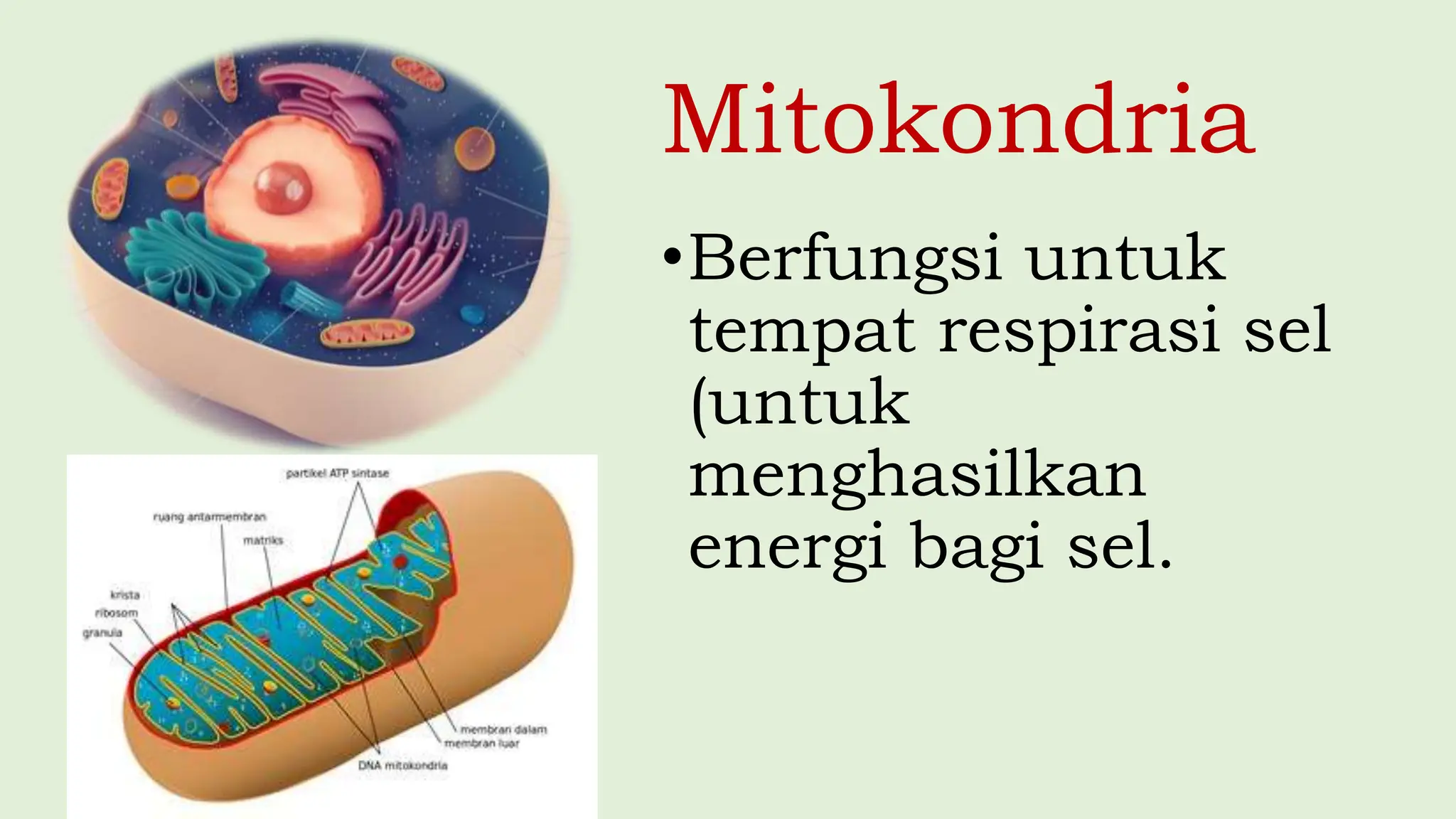 PENGENALAN SEL IPA KELAS 8 KURIKULUM MERDEKA.pptx