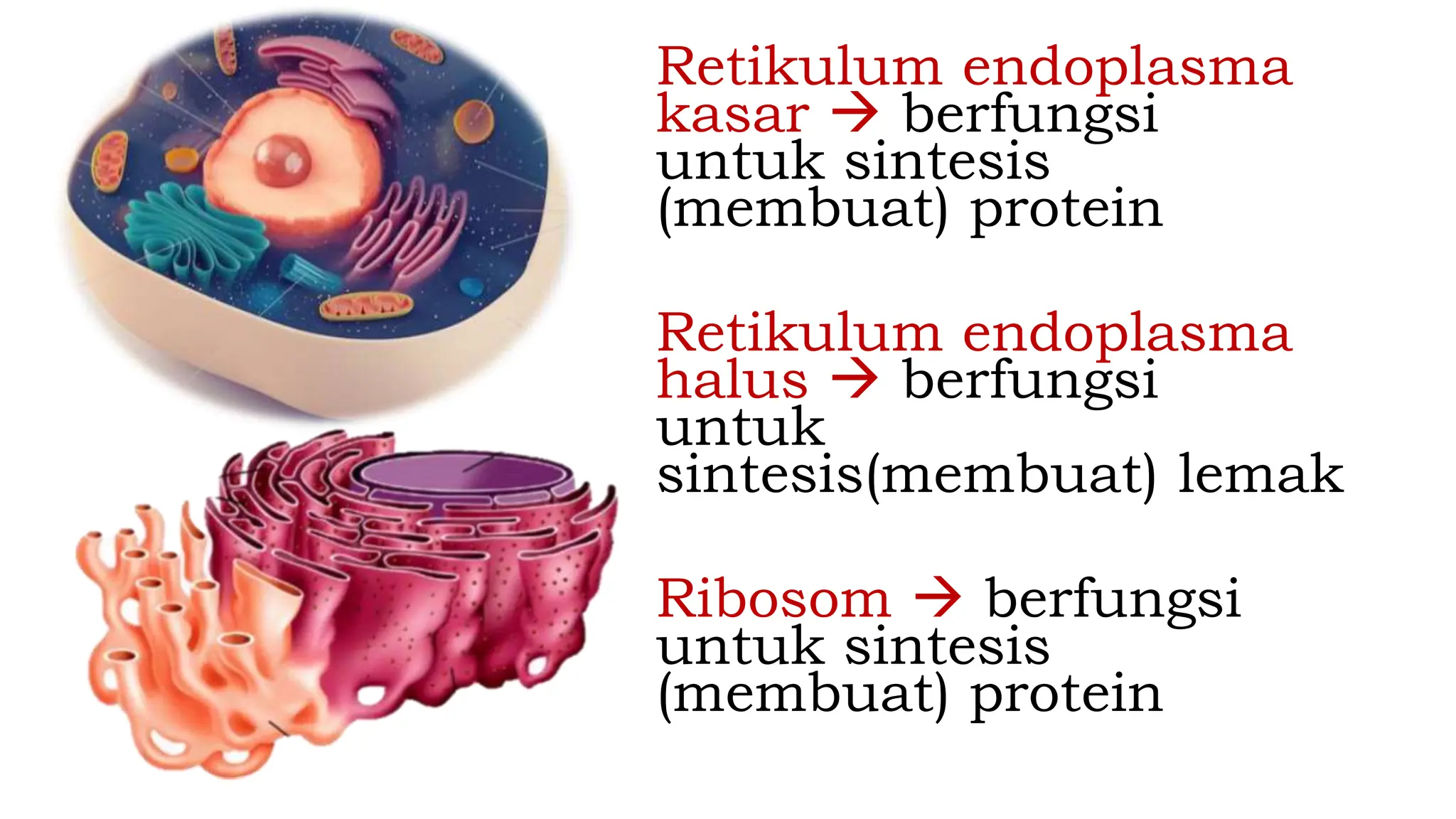 PENGENALAN SEL IPA KELAS 8 KURIKULUM MERDEKA.pptx