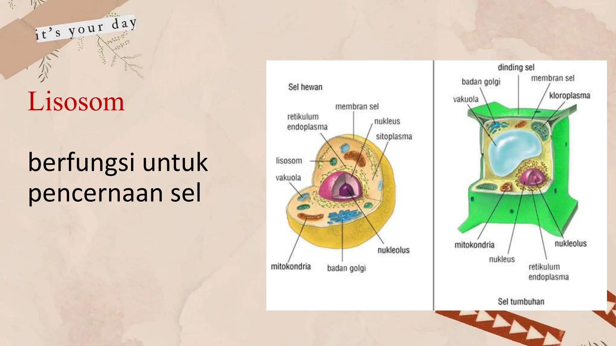 PENGENALAN SEL IPA KELAS 8 KURIKULUM MERDEKA.pptx