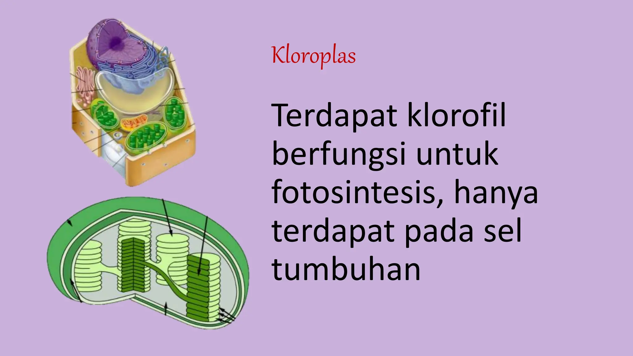 PENGENALAN SEL IPA KELAS 8 KURIKULUM MERDEKA.pptx